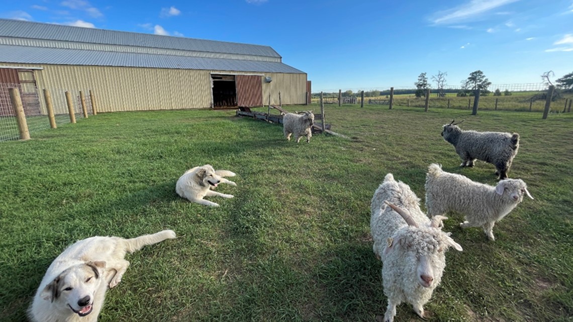 More than two dozen goats killed in Wadena County barn fire | kare11.com