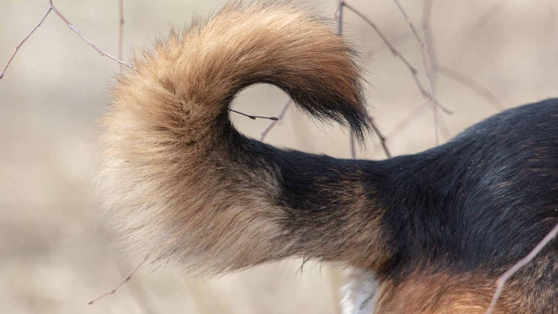 Dog in Clearwater County, Minnesota tests positive for rabies | kare11.com