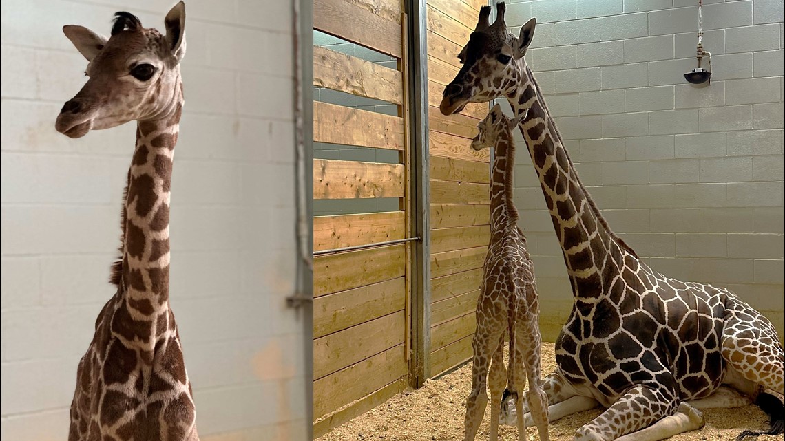 Como Zoo announces baby giraffe name | kare11.com