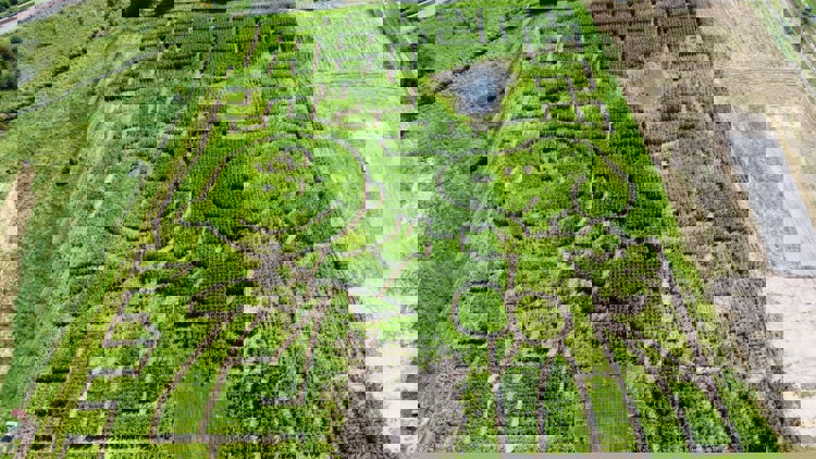 Peanuts Worldwide launches Snoopy-themed corn mazes, two in MN | kare11.com