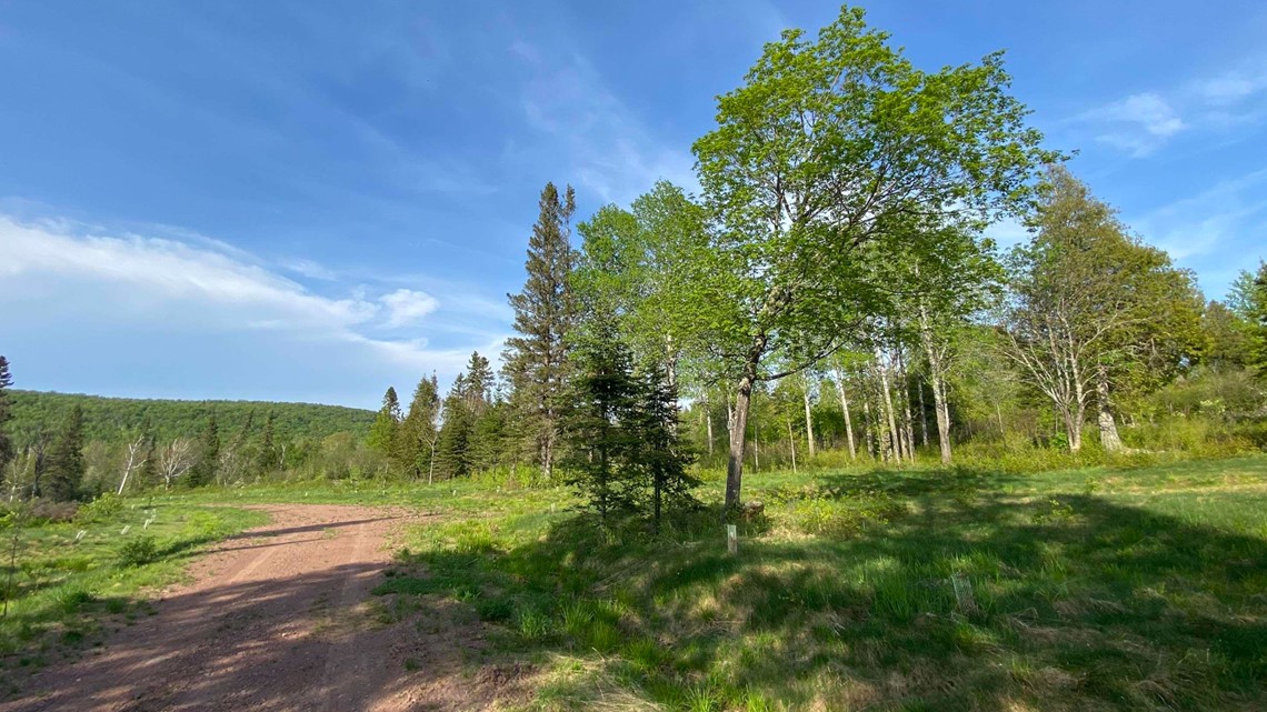 Minnesota forest land linked to polygamist Warren Jeffs for sale ...