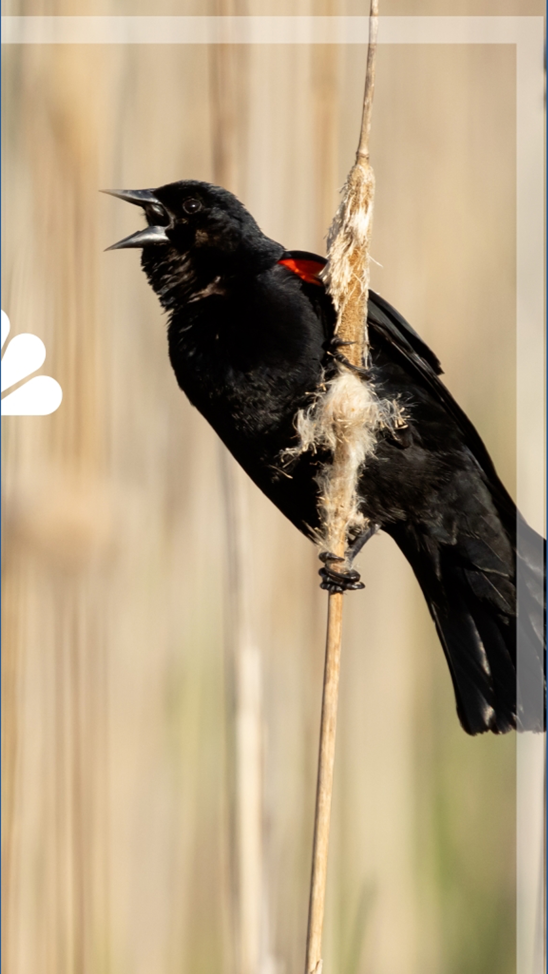 KARE 11 News Now | PM - April 22 | kare11.com