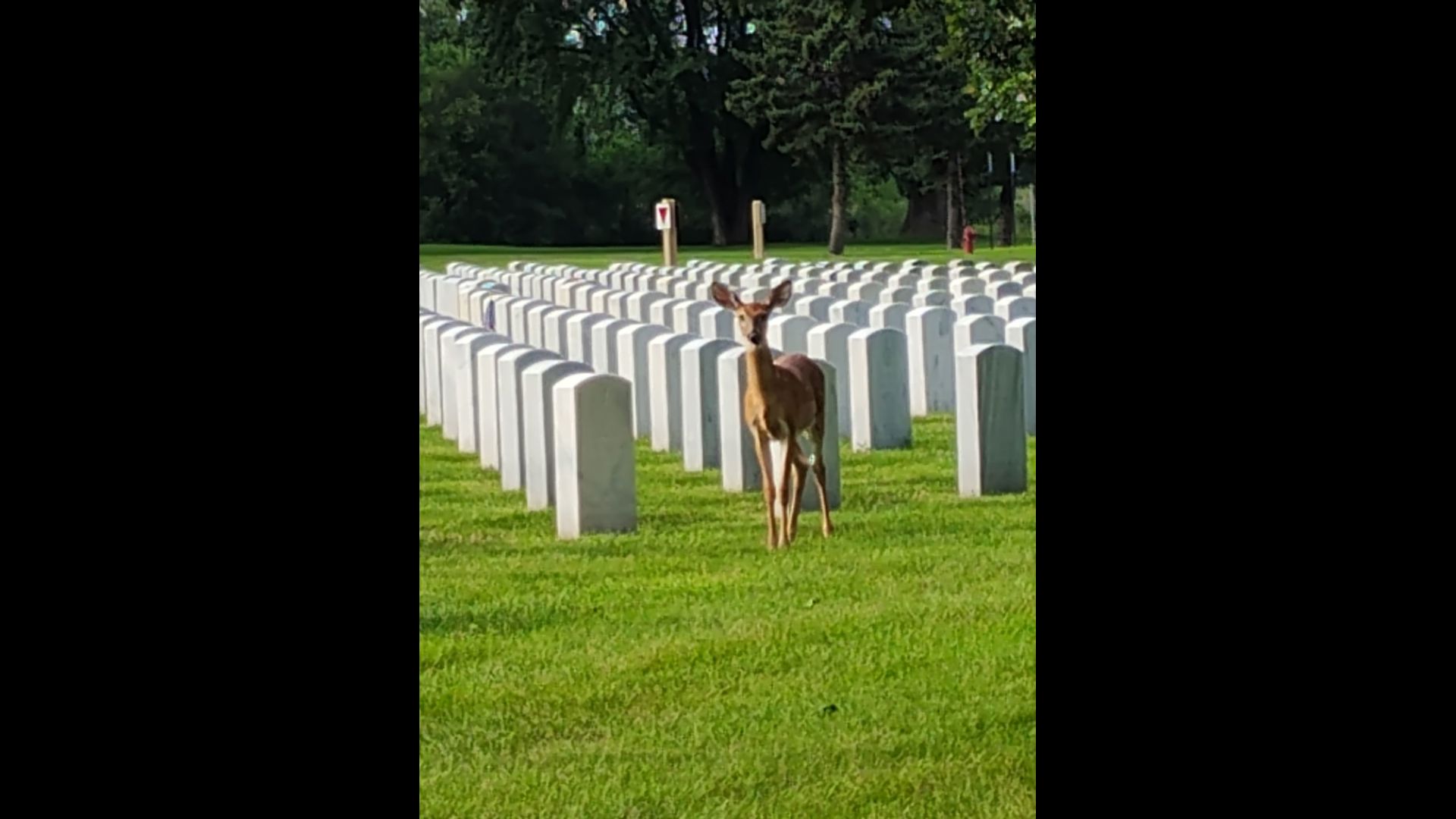 Near Me | kare11.com