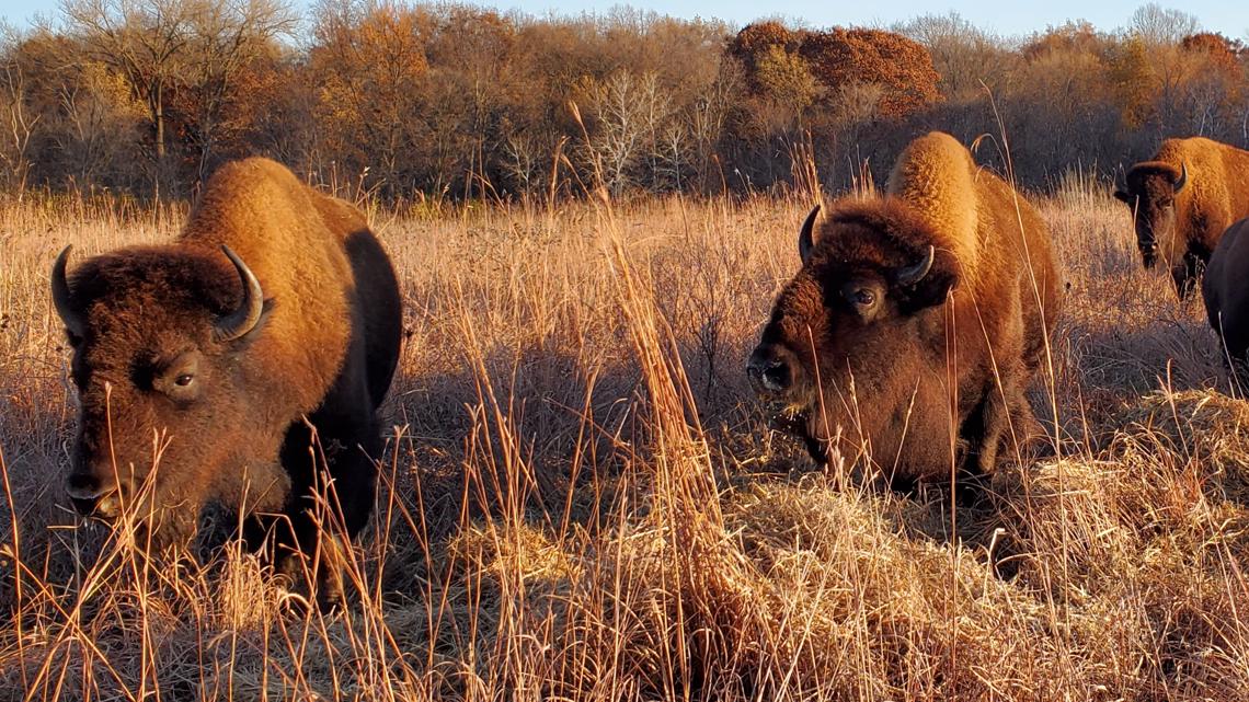 Spring Lake Park Reserve reintroduces bison | kare11.com