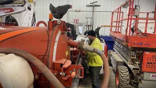 Wayward chicken wanders into city public works shop and makes it hers ...