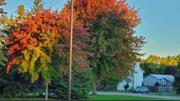 11 Minnesota apple orchards to check out this fall | kare11.com