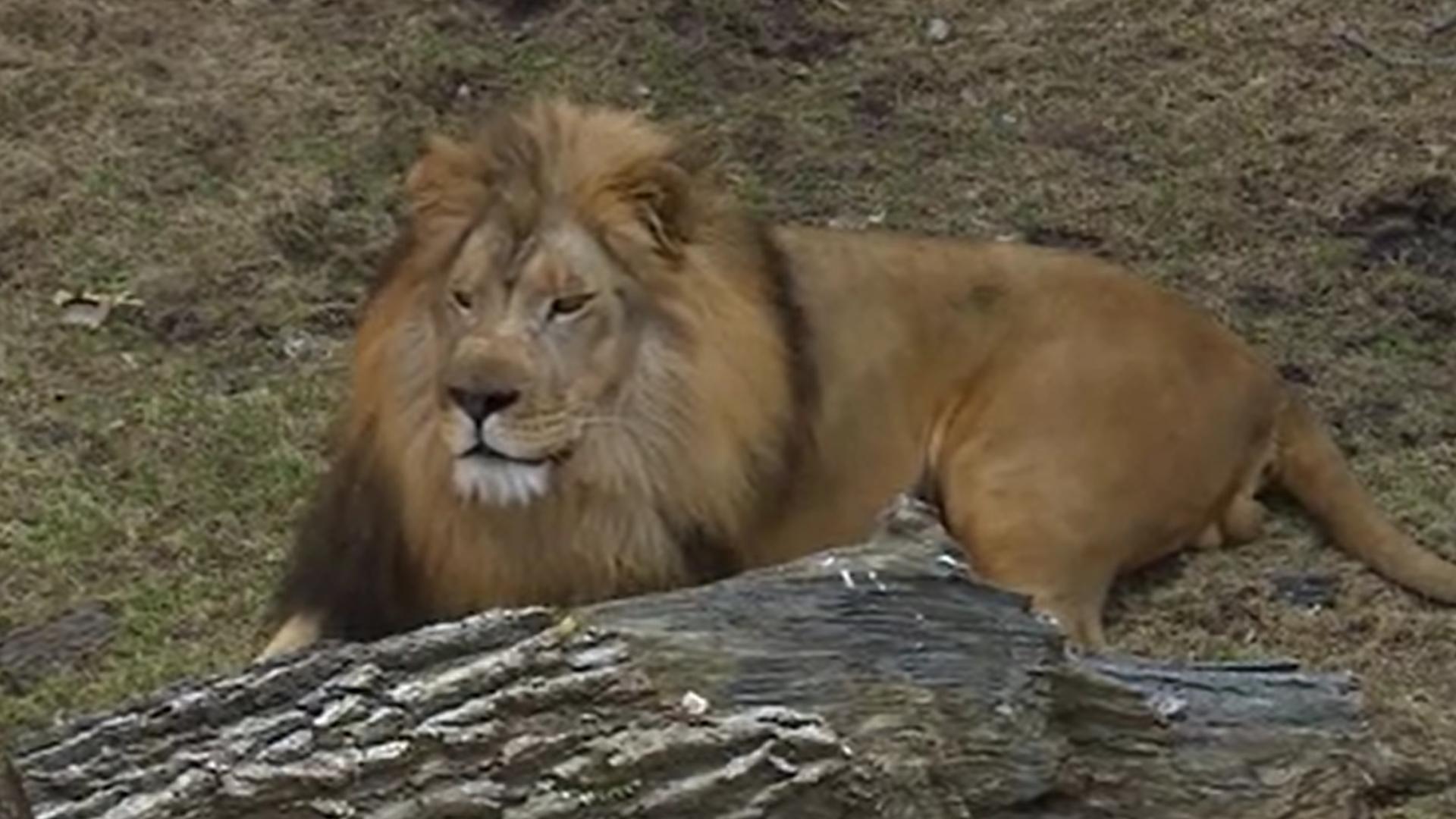 Beloved Como Park Zoo lion, Mumford, passes away | kare11.com