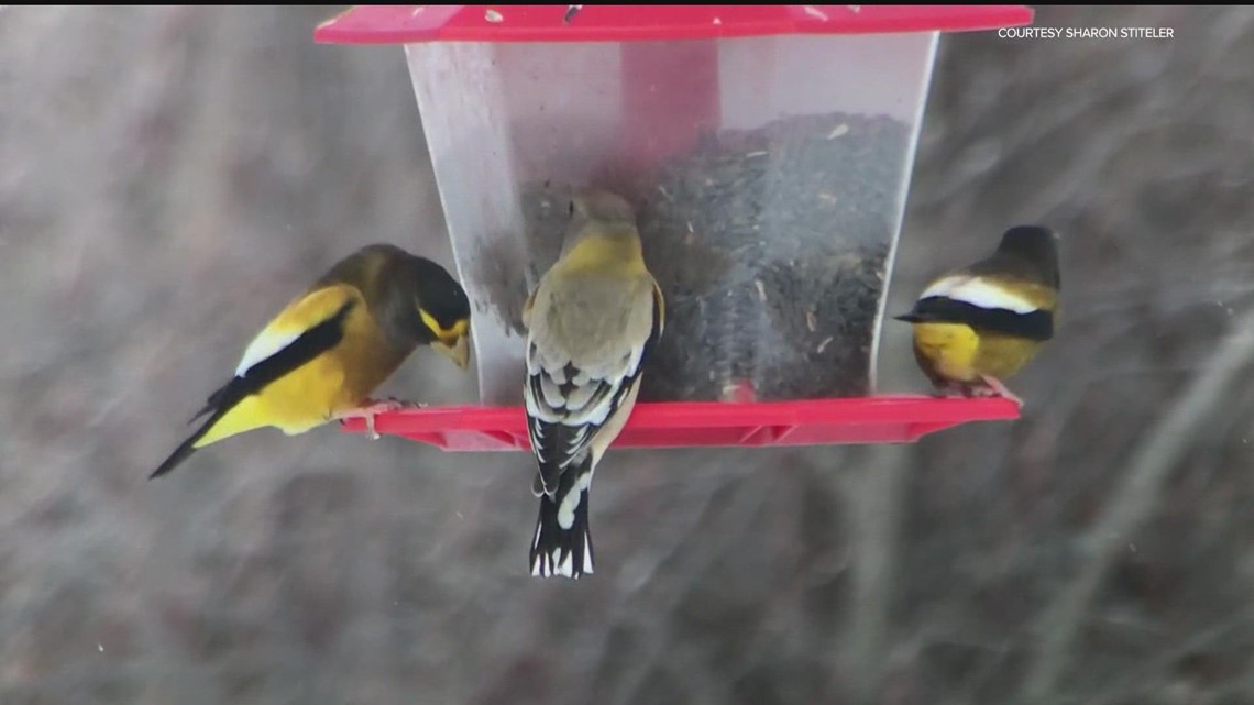 Experts share simple ways to help birds as they migrate south | kare11.com