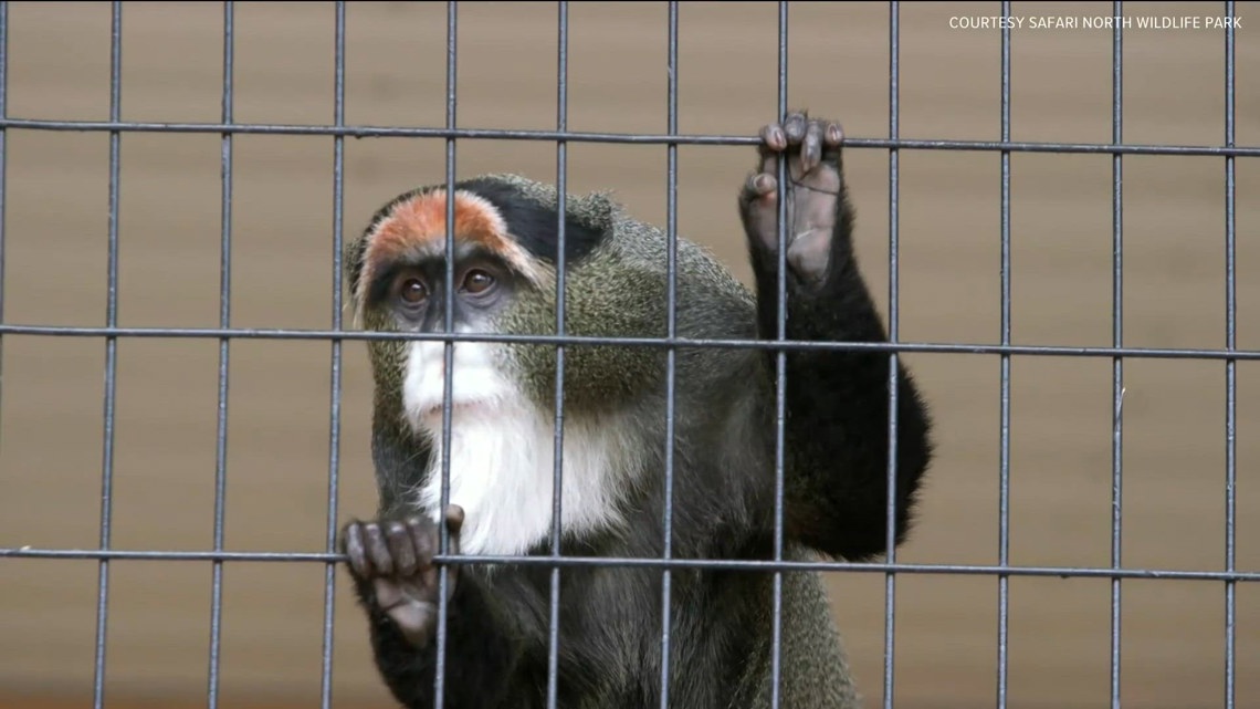 Safari North Wildlife Park brings safari experience to Minnesota ...