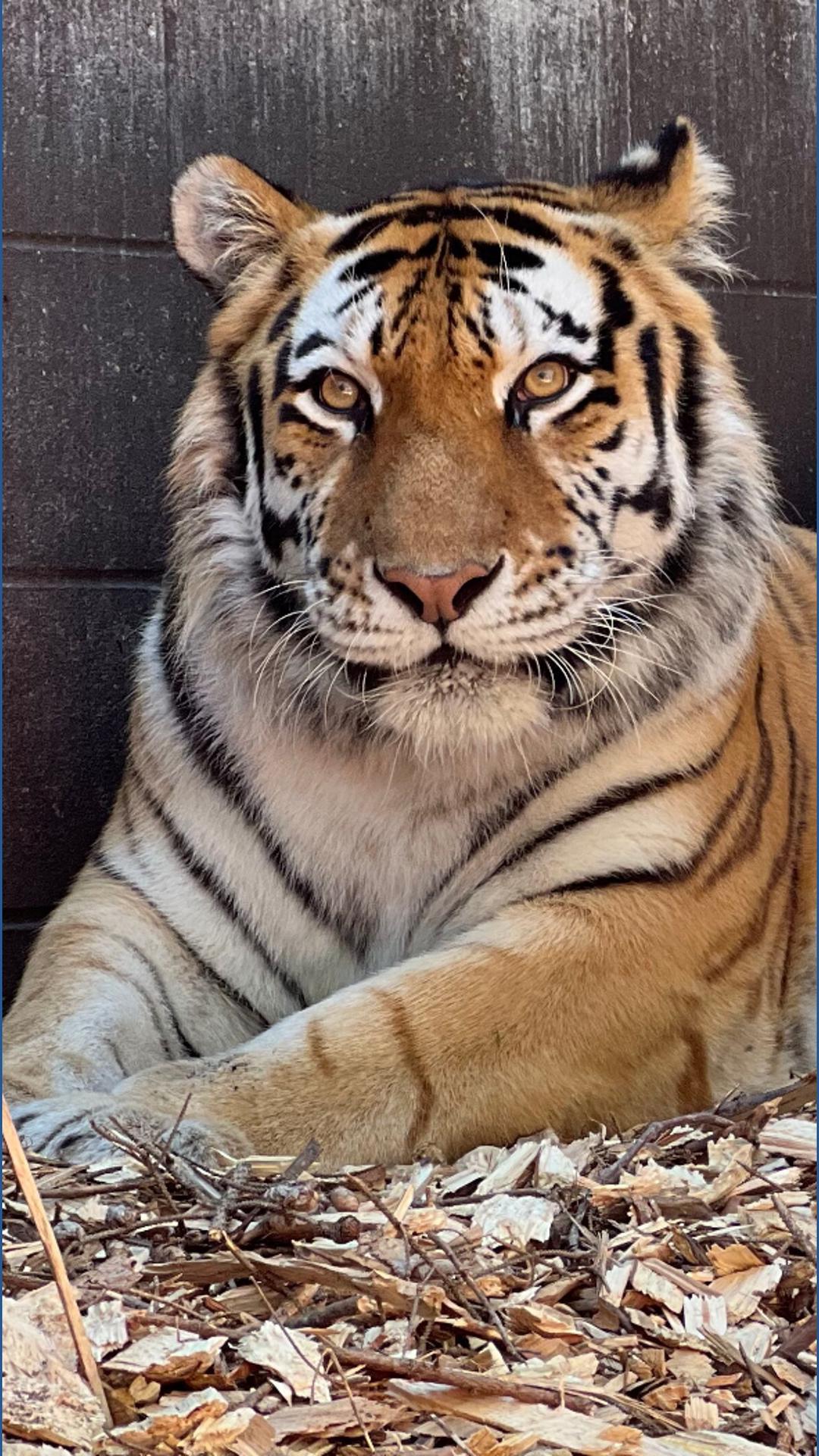 Amur tiger at Minnesota Zoo dies | kare11.com