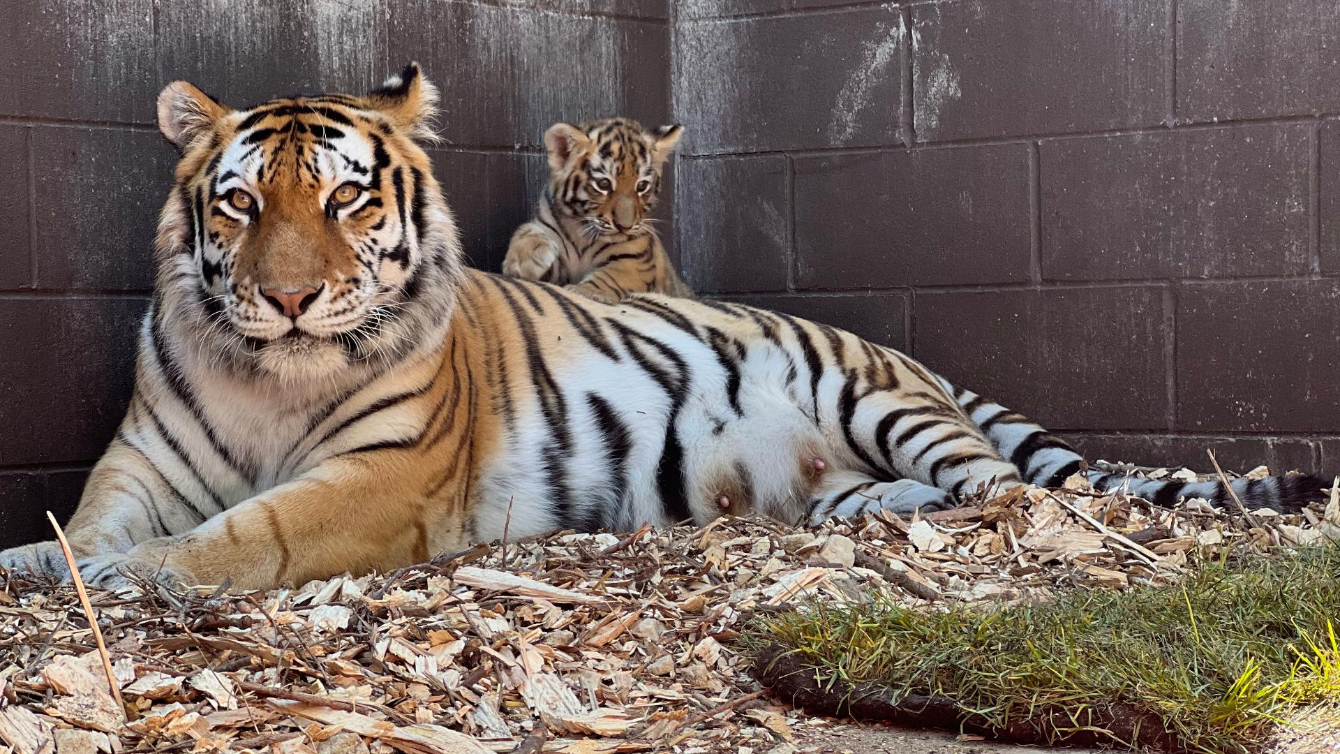 Amur tiger at Minnesota Zoo dies | kare11.com