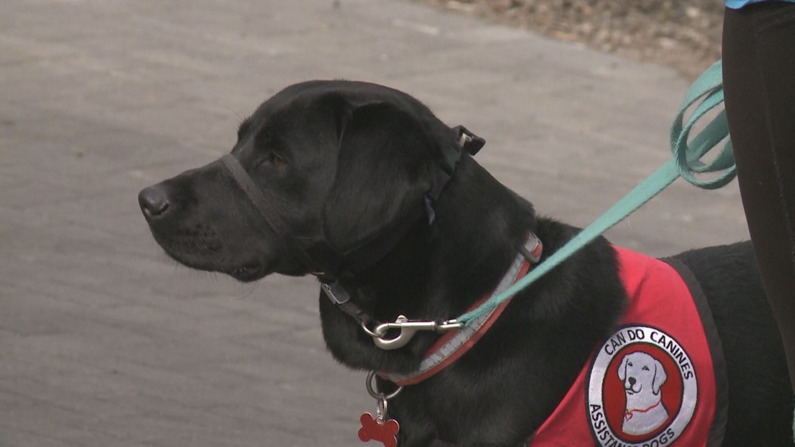 Can Do Canines fundraises for assistance dogs | kare11.com