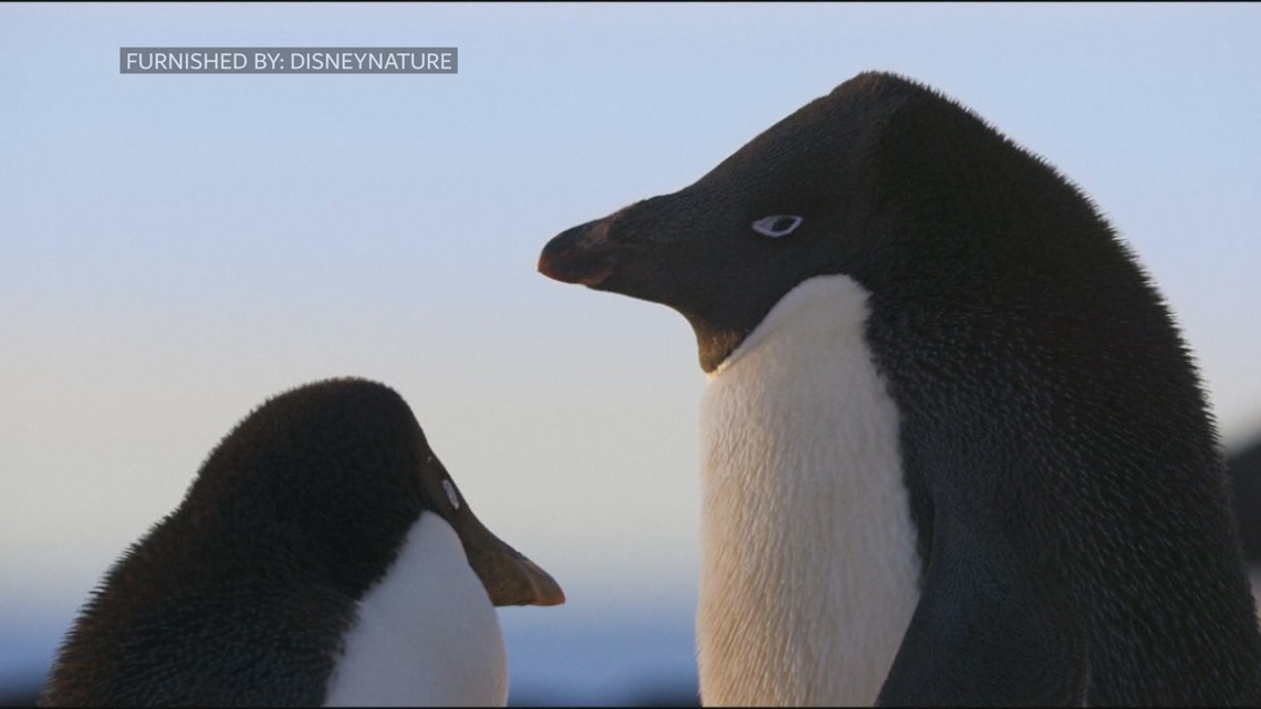 Sven Explains: Penguin colony collapse | kare11.com
