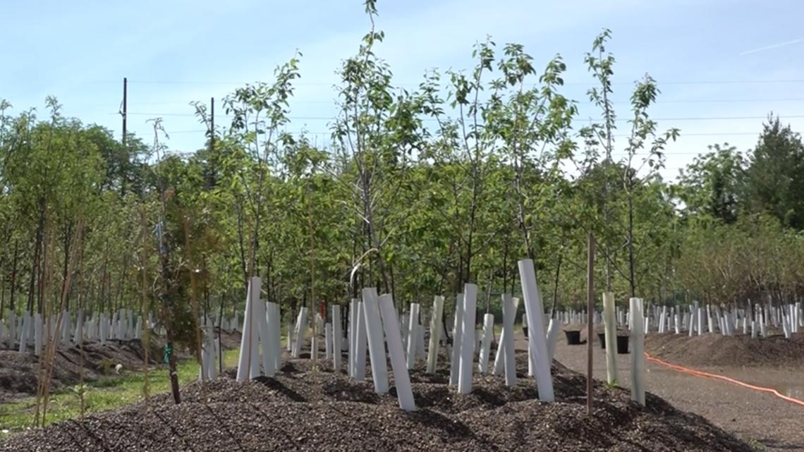 One, Two, Tree: Hennepin County helping residents to plant more trees ...
