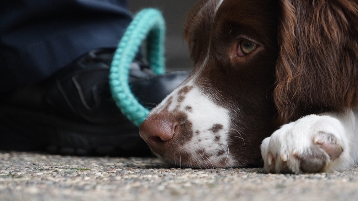 Meet the new Hennepin EMS therapy dog | kare11.com