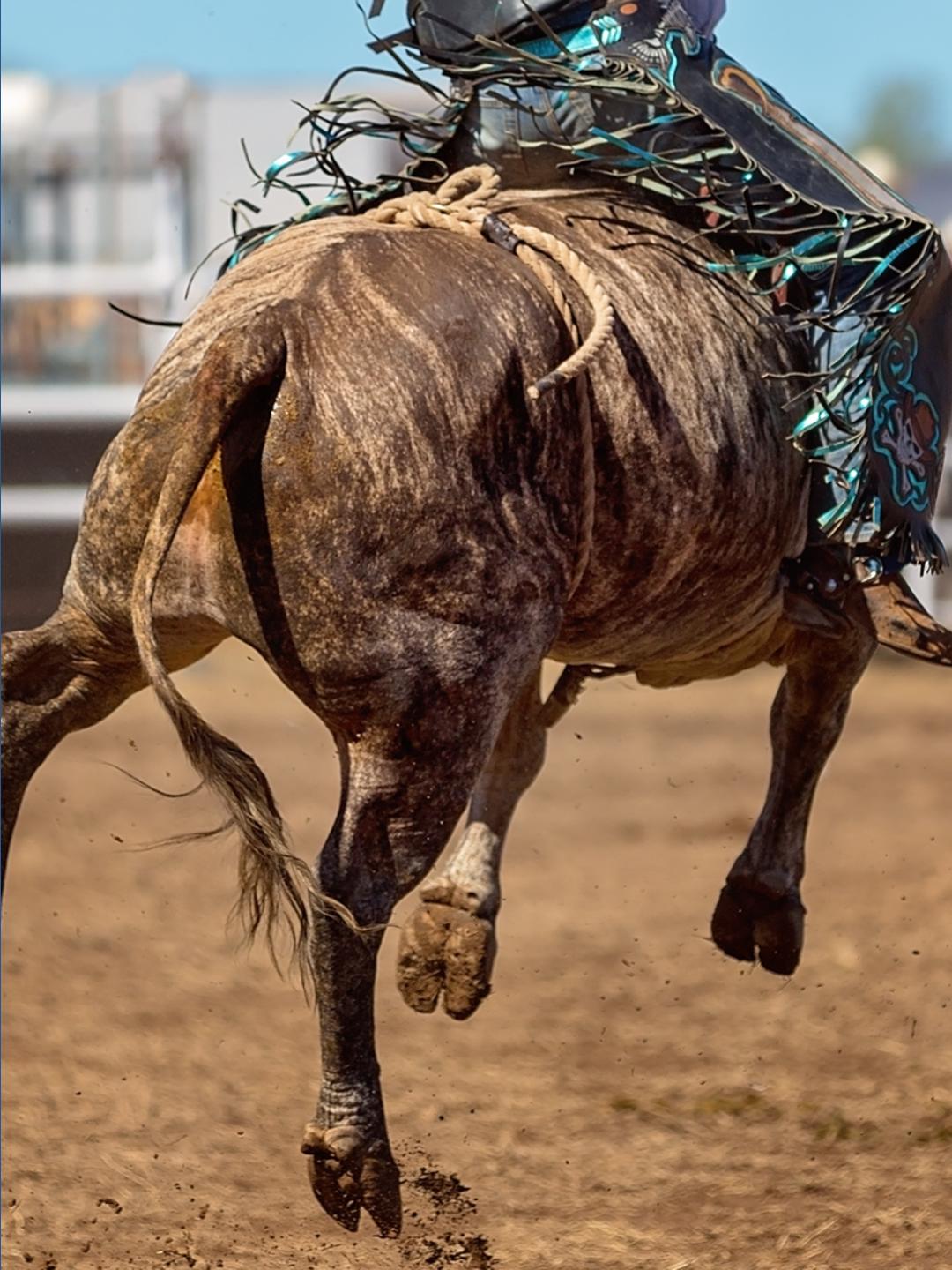 Man awarded more than $2M after being injured by bull at Nimrod Bull ...