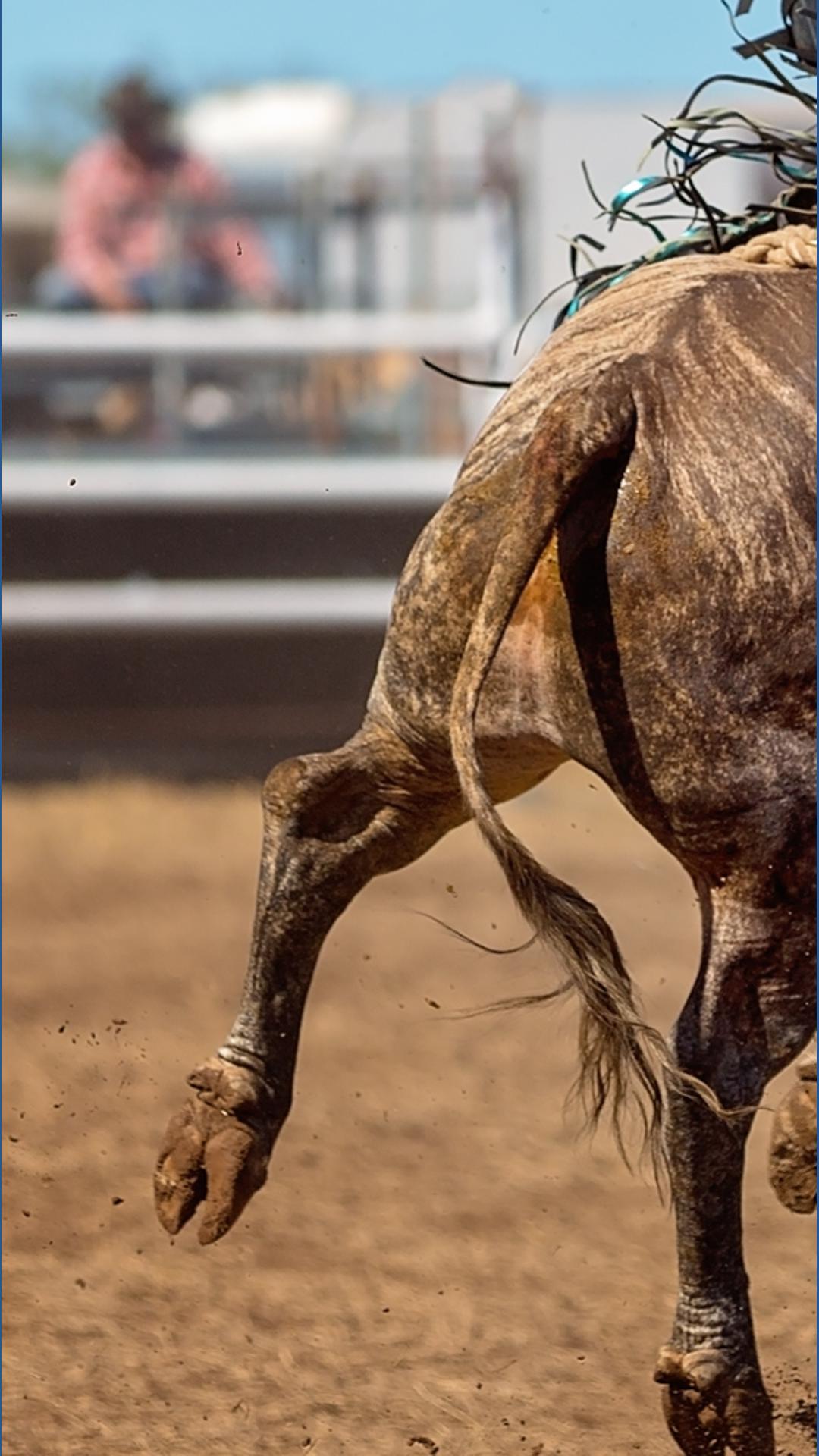 Man awarded more than $2M after being injured by bull at Nimrod Bull ...