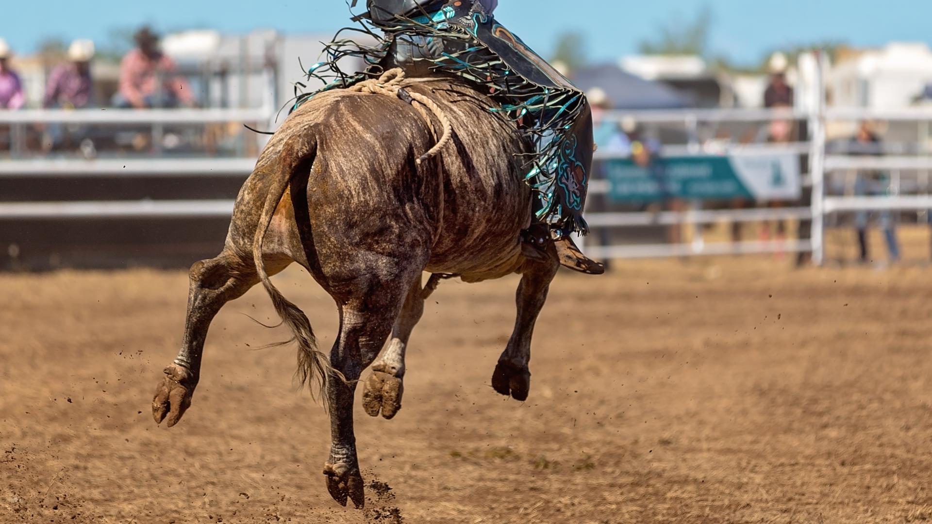 Man awarded more than $2M after being injured by bull at Nimrod Bull ...