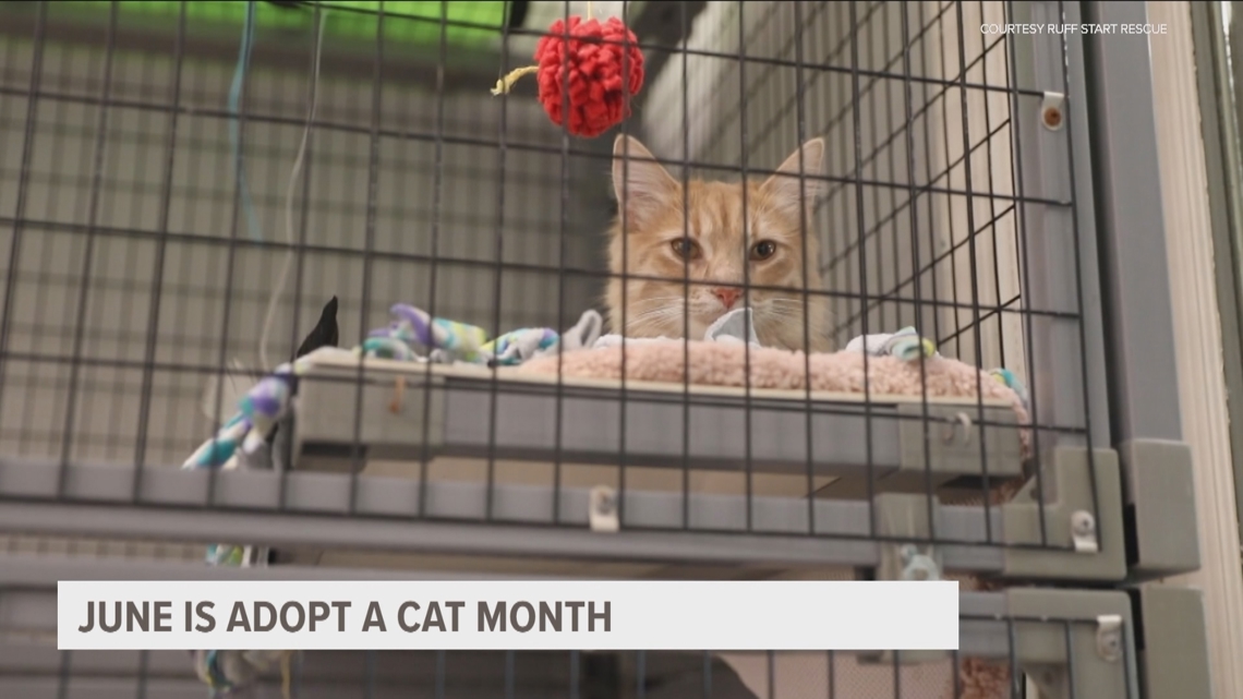 You can adopt a cat this June from Ruff Start Rescue | kare11.com