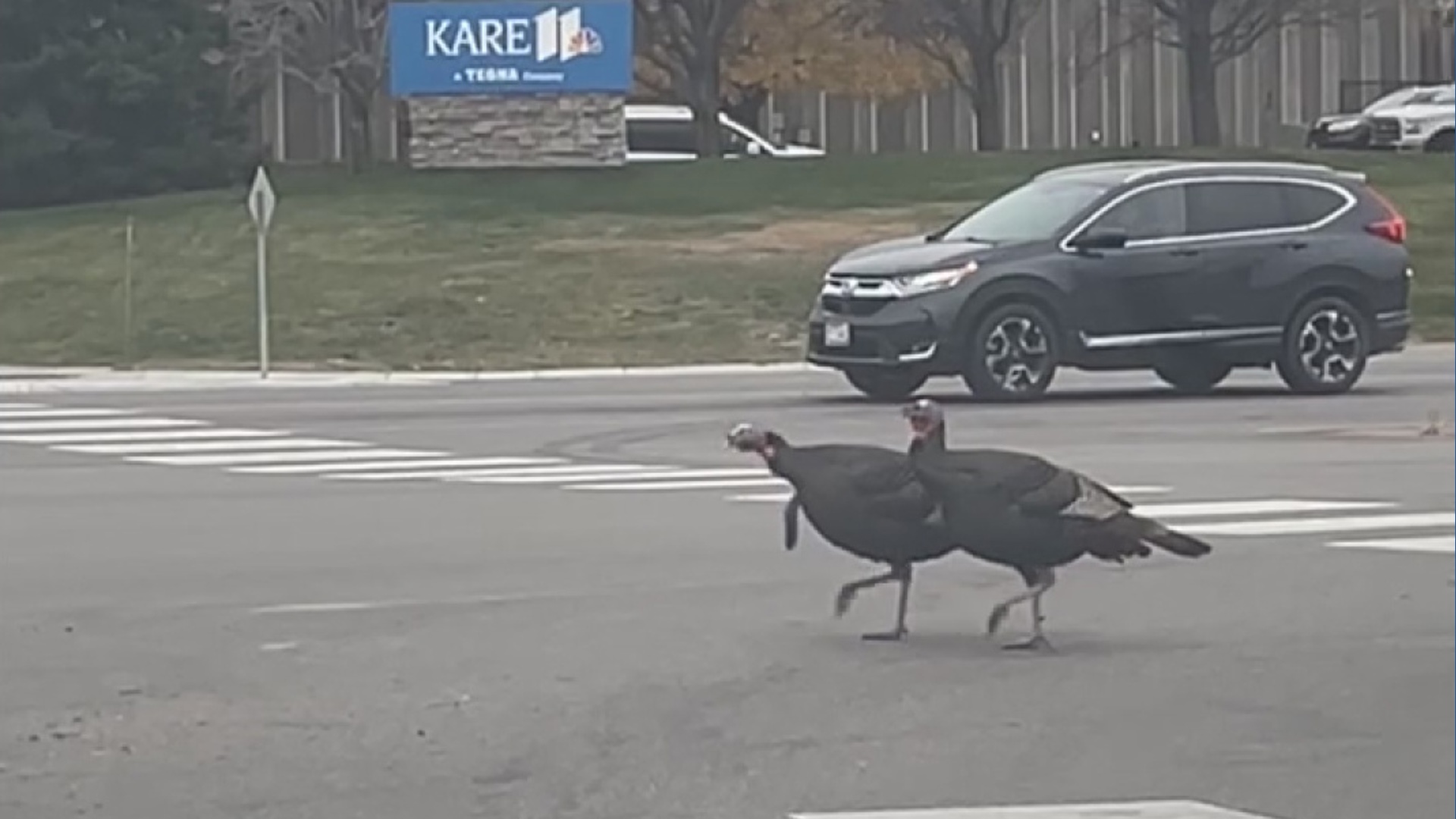 Why did the turkeys cross the road? Because they were in the crosswalk ...