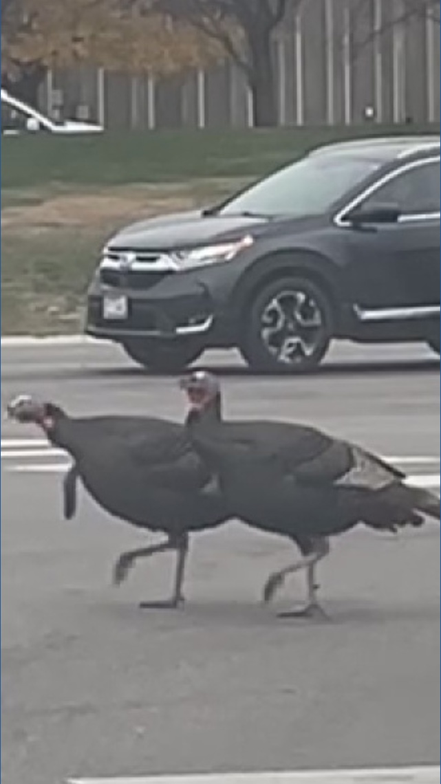 Why did the turkeys cross the road? Because they were in the crosswalk ...