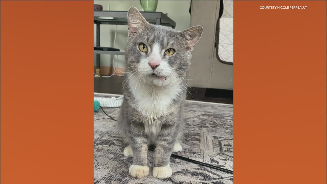 Pawsitive News: Cat Rescued From Hot Car 2 Years Ago Is Now Target ...