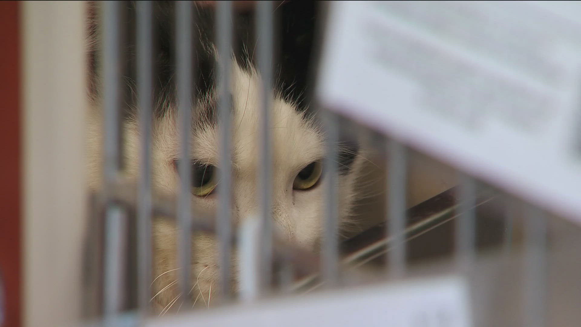 Minnesota pet rescues adapt to rising animal surrenders amid ICE ...