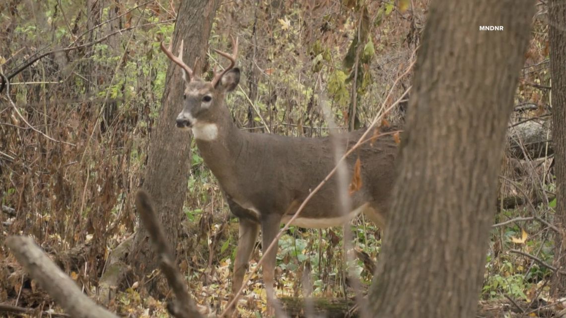 2024 Minnesota Firearms Deer Hunting Opener: Are you ready? | kare11.com