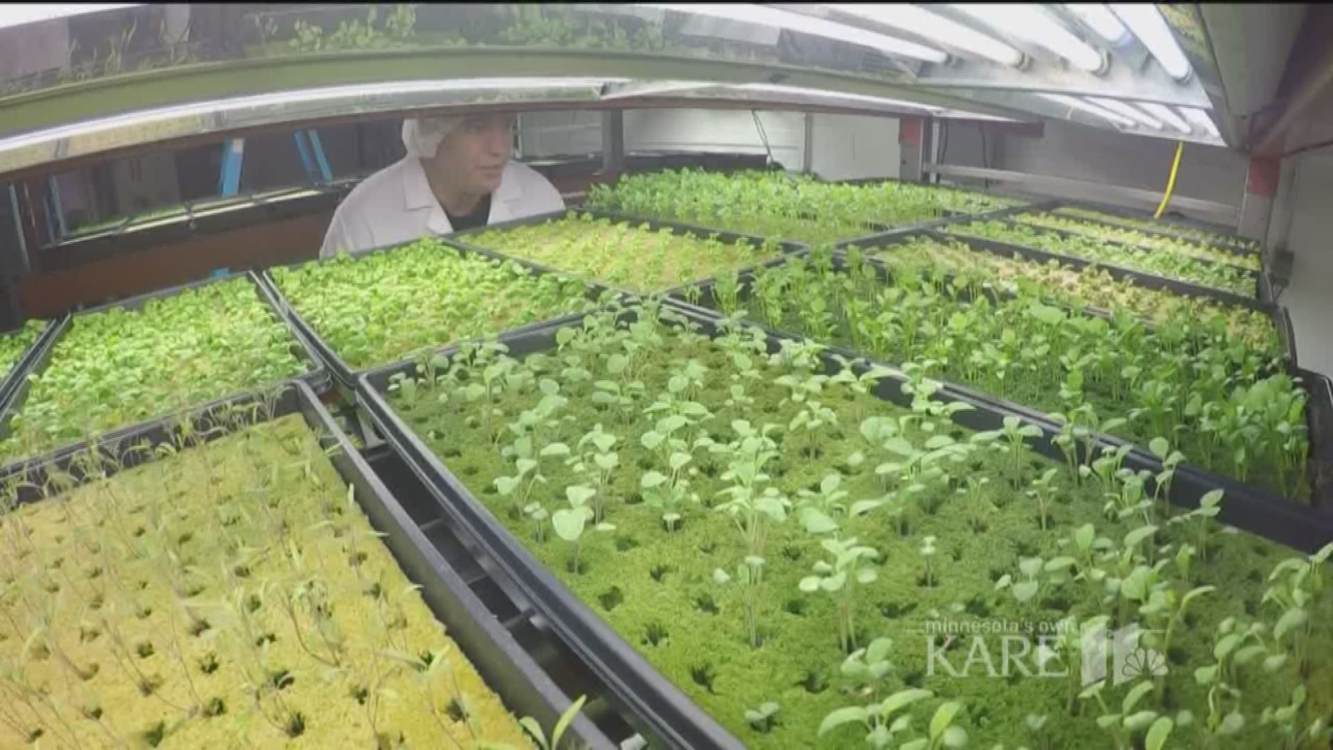 Vertical farming proves popular for Faribault company | kare11.com
