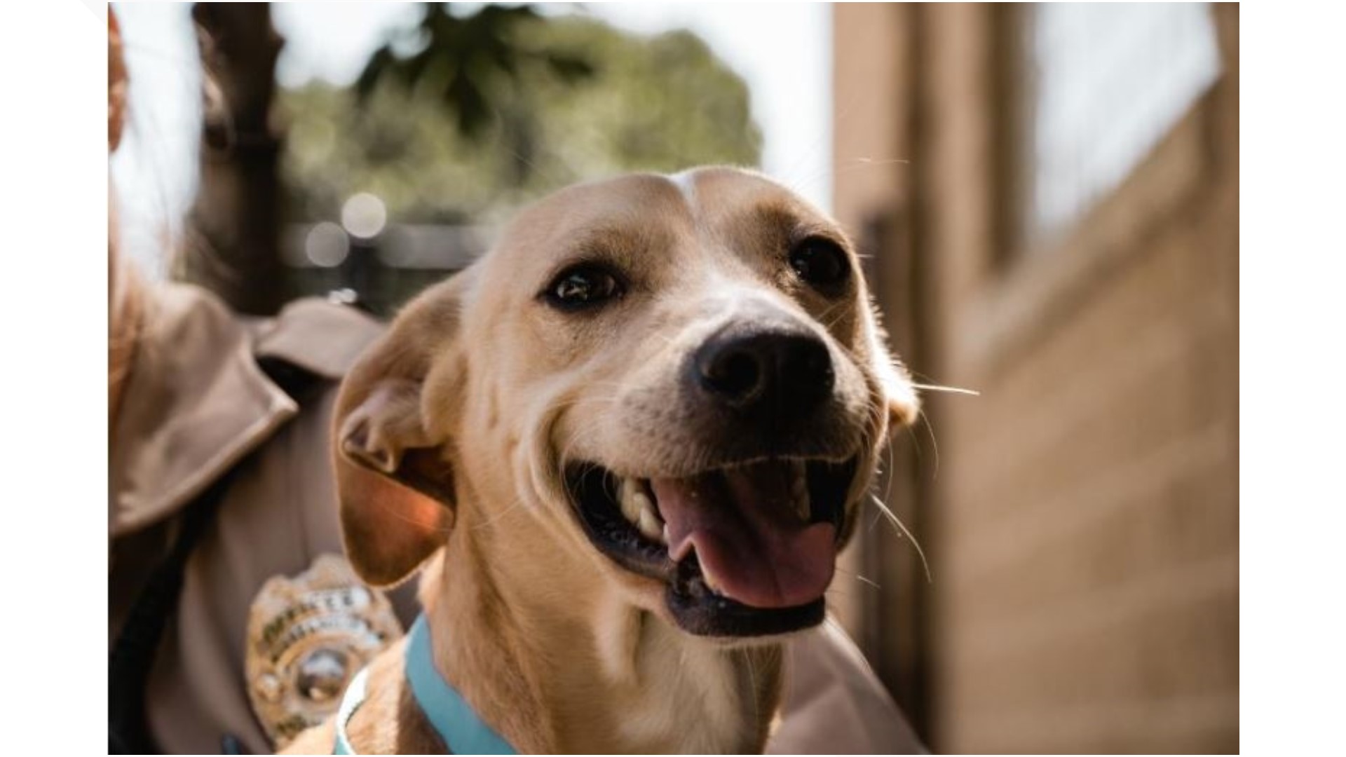 Minneapolis makes call for pet adoptions | kare11.com