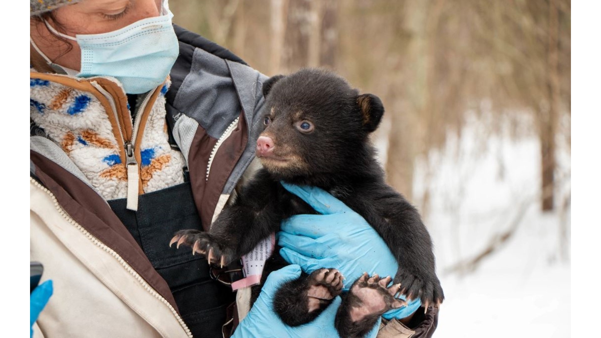 WI residents asked to report black bear dens | kare11.com