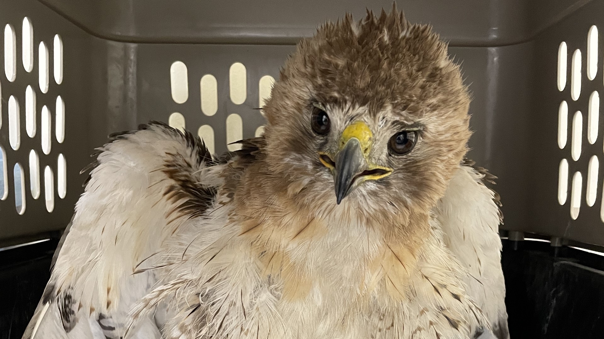 U of M Raptor Center admits 30,000th avian patient | kare11.com