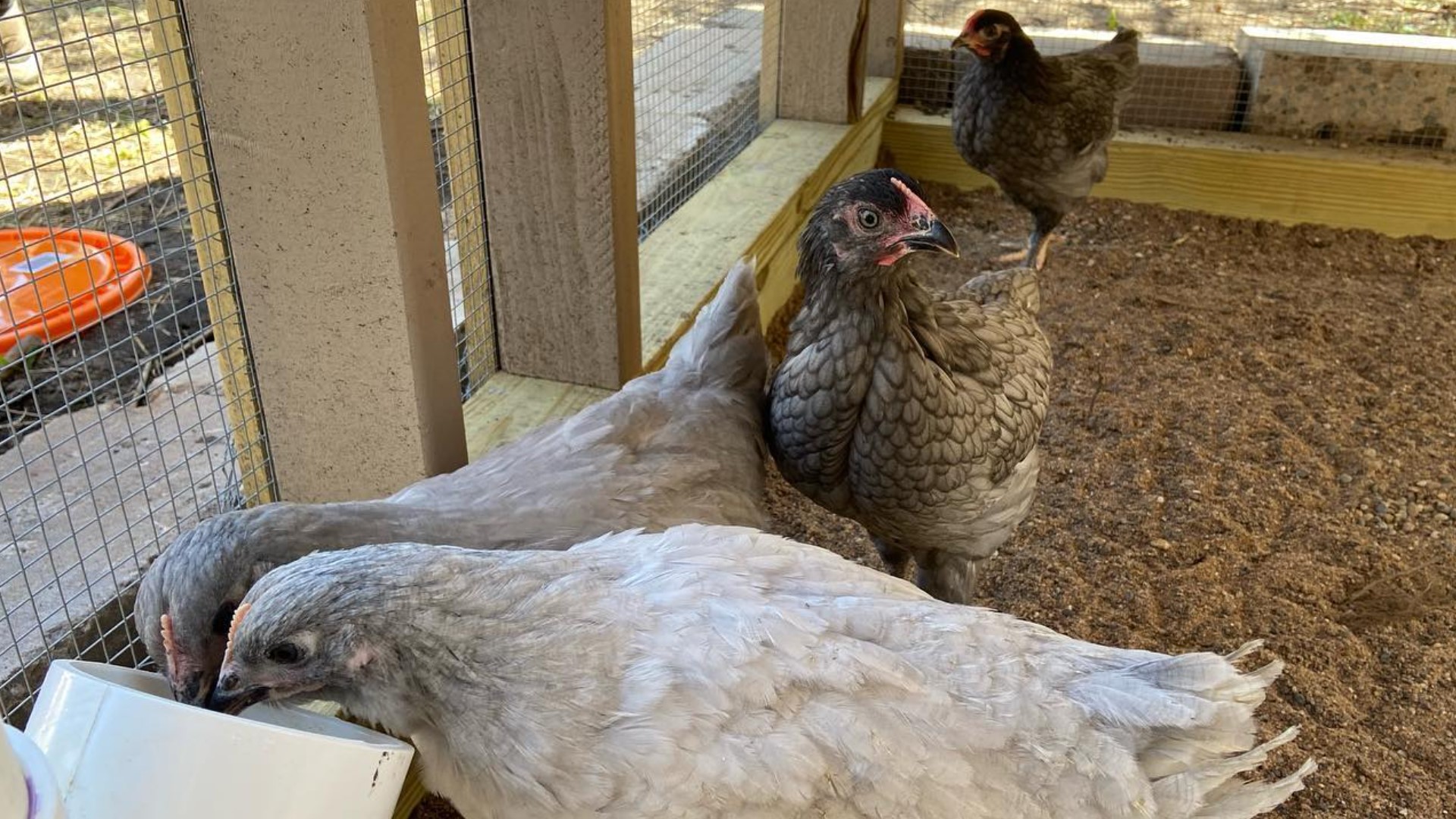 Urban Roots looking for stolen chickens | kare11.com