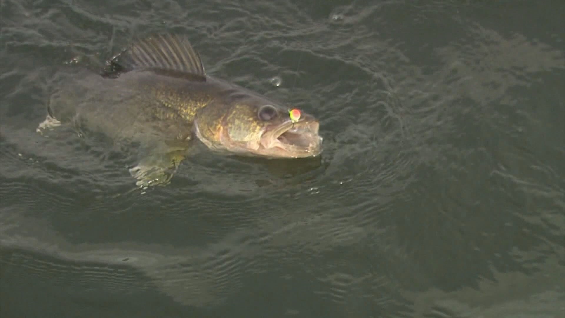 Lake Mille Lacs sets walleye limit for 2025 fishing season | kare11.com