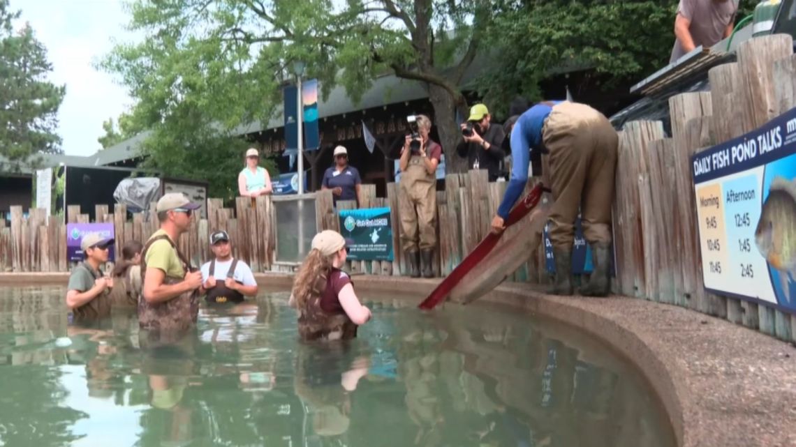 Minnesota State Fair: DNR restocks fish pond | kare11.com