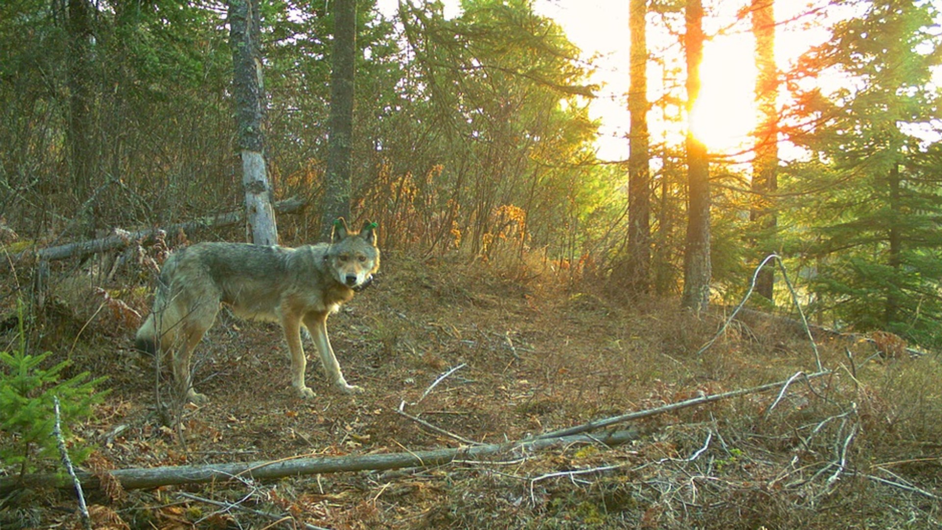Wolf caught on camera eating berries, observed feeding to pups | kare11.com