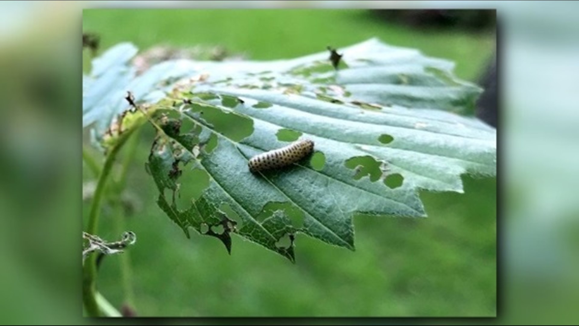 Invasive beetle confirmed in MN | kare11.com
