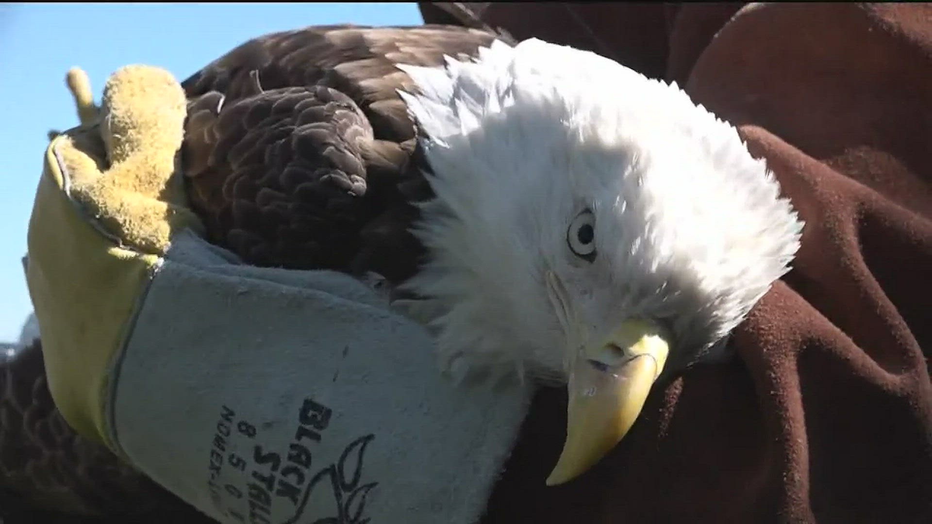 Trooper releases injured eagle back into wild | kare11.com
