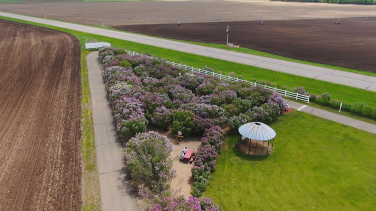 Cold Spring's 'lilac labyrinth' opens to public for third year | kare11.com