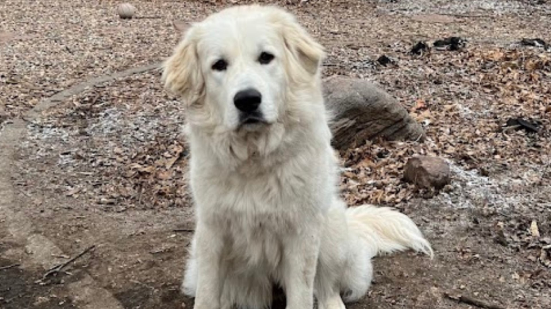 Cast your vote for Energy Resources' 'ambassadog' | kare11.com