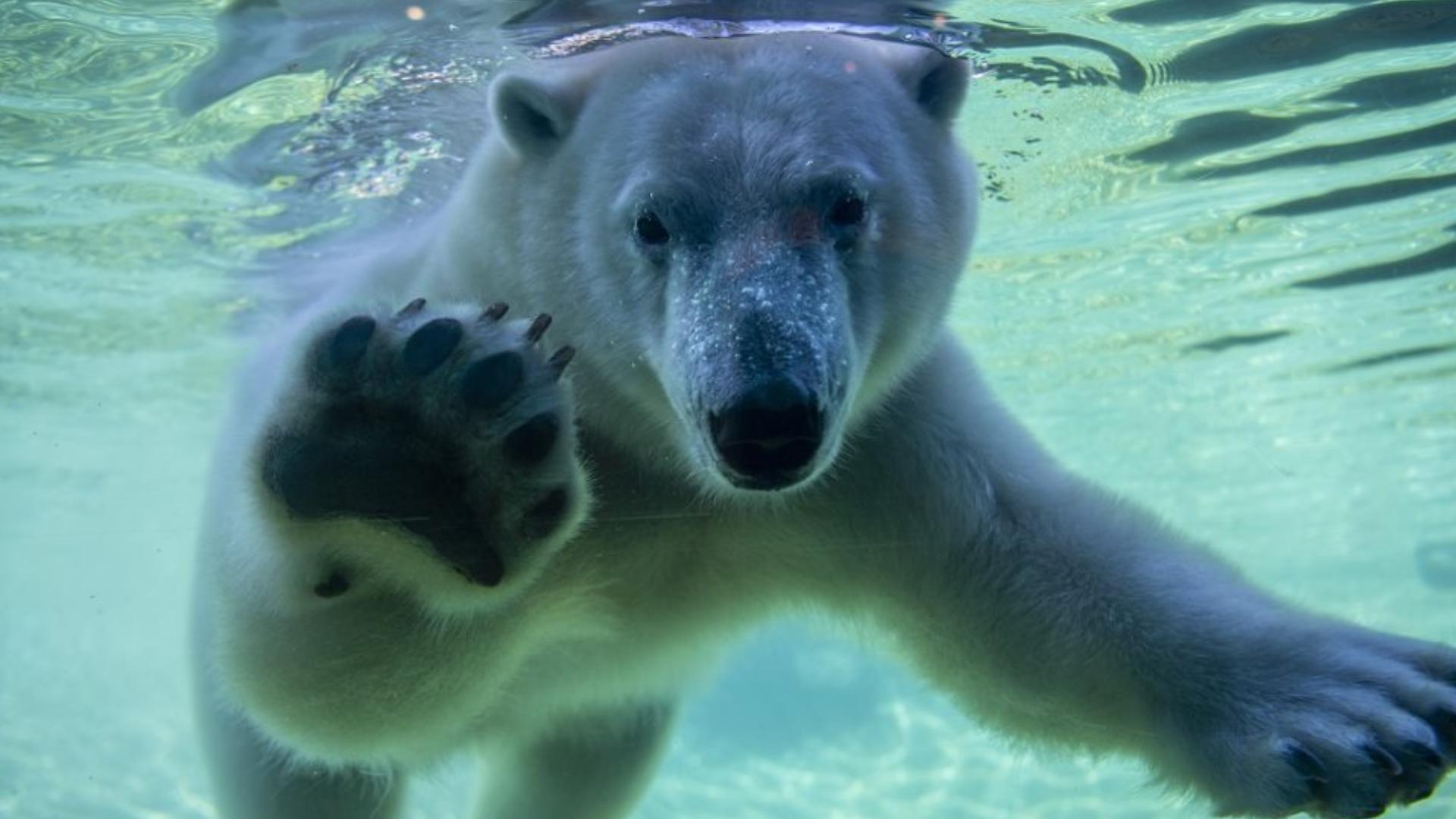 Astra the polar bear adjusting swimmingly at Como Zoo | kare11.com