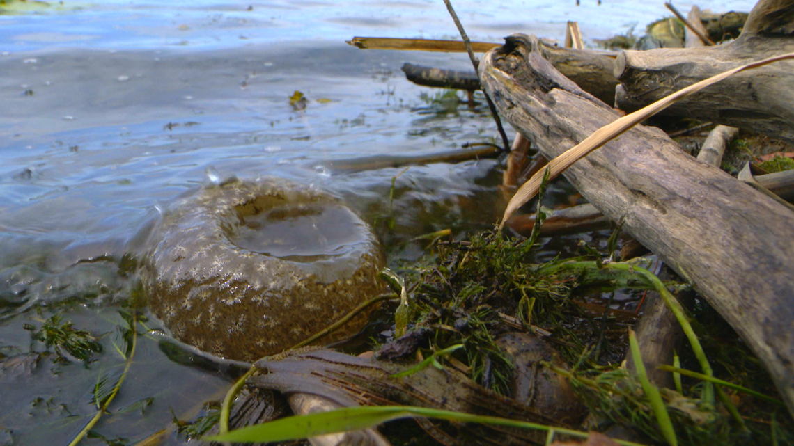 The life of a blob is pretty simple | kare11.com