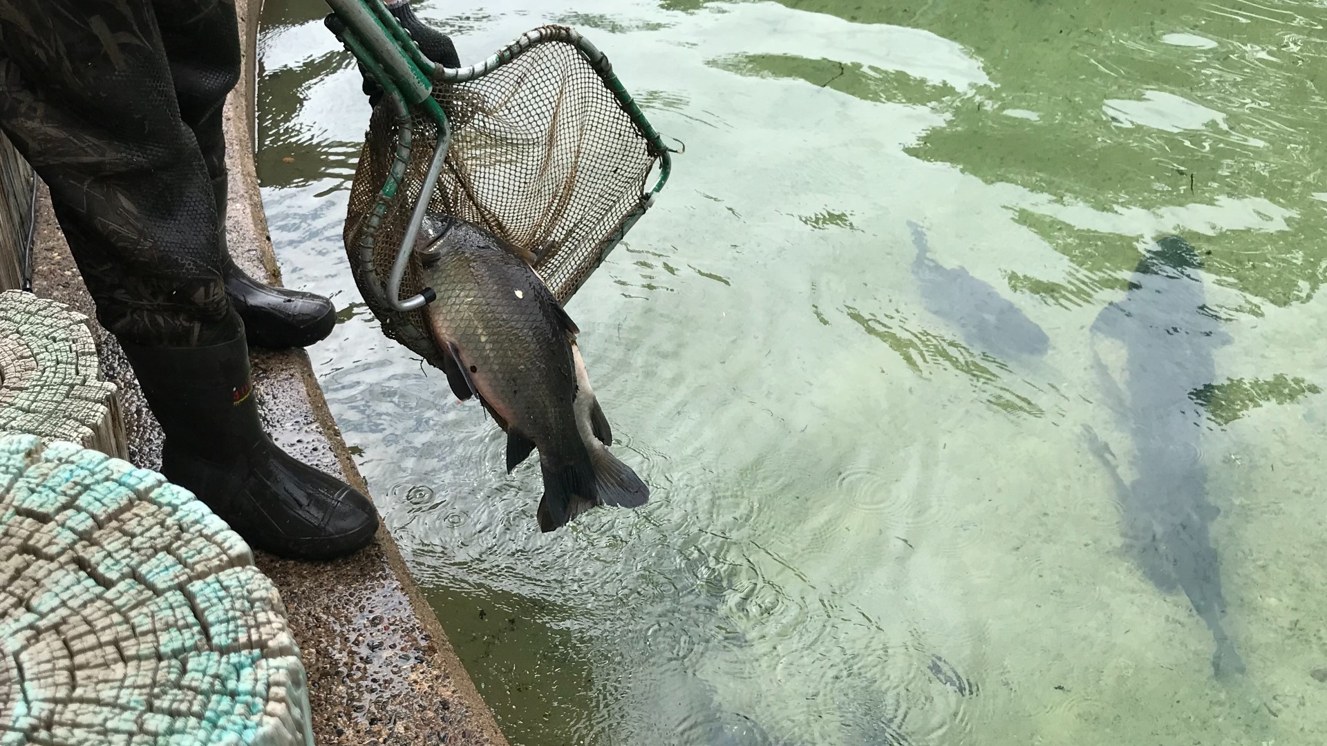 DNR Fish Pond a great getaway from State Fair chaos | kare11.com