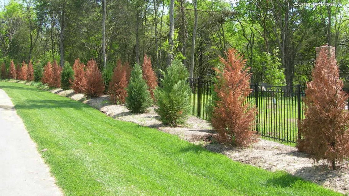 Grow with KARE: Fall watering for trees | kare11.com