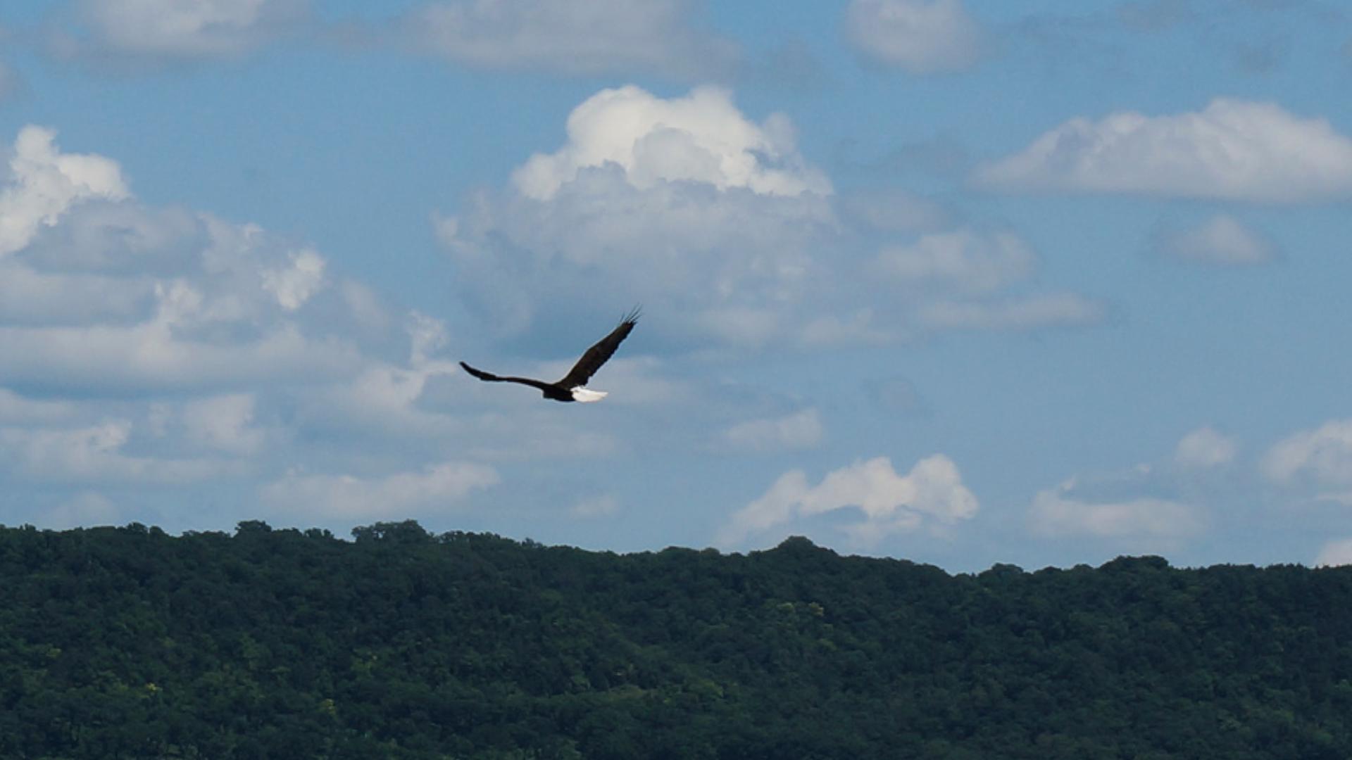 Bald eagle's new status as the official US bird brings pride and hope ...