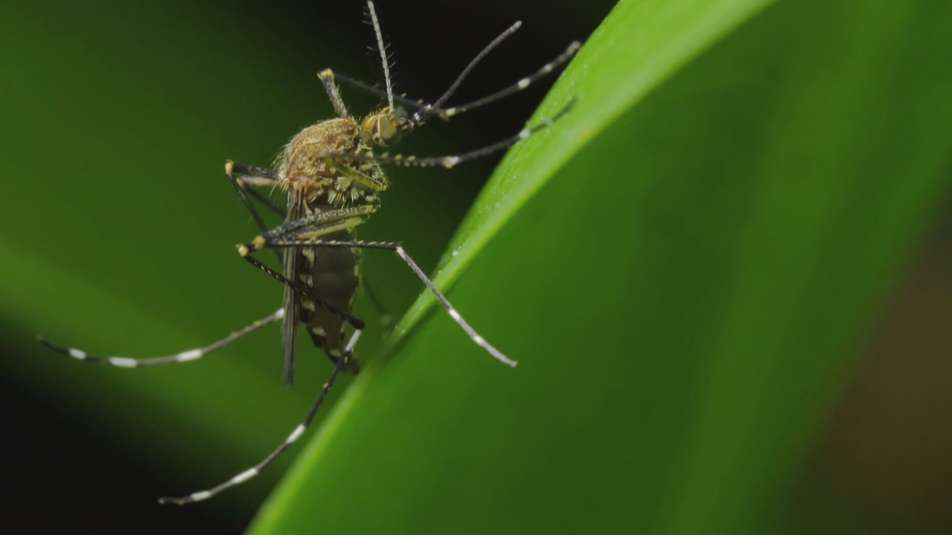 West Nile virus found in Minnesota mosquito pools | kare11.com