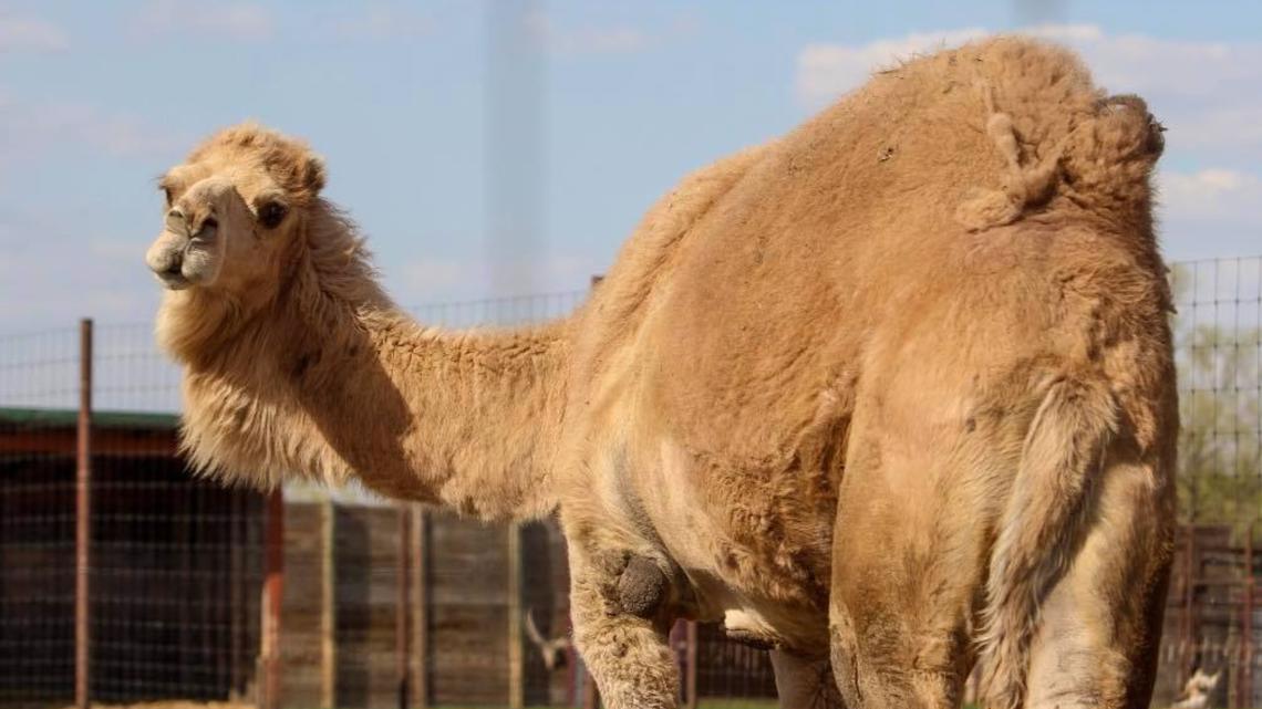 Employee 'doing well' after being bit by camel in Stearns Co. | kare11.com