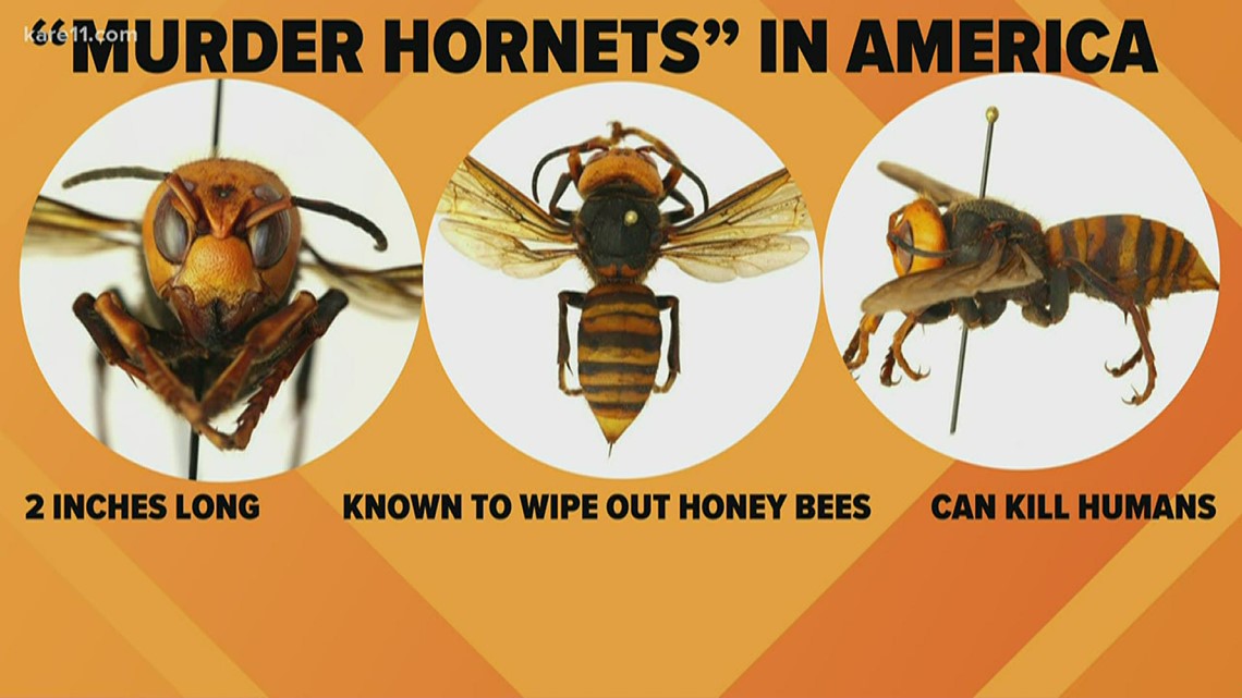 Digital Dive: 'Murder hornet' arrives in America | kare11.com