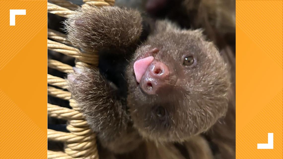 Como Park Zoo's baby sloth gets a name | kare11.com