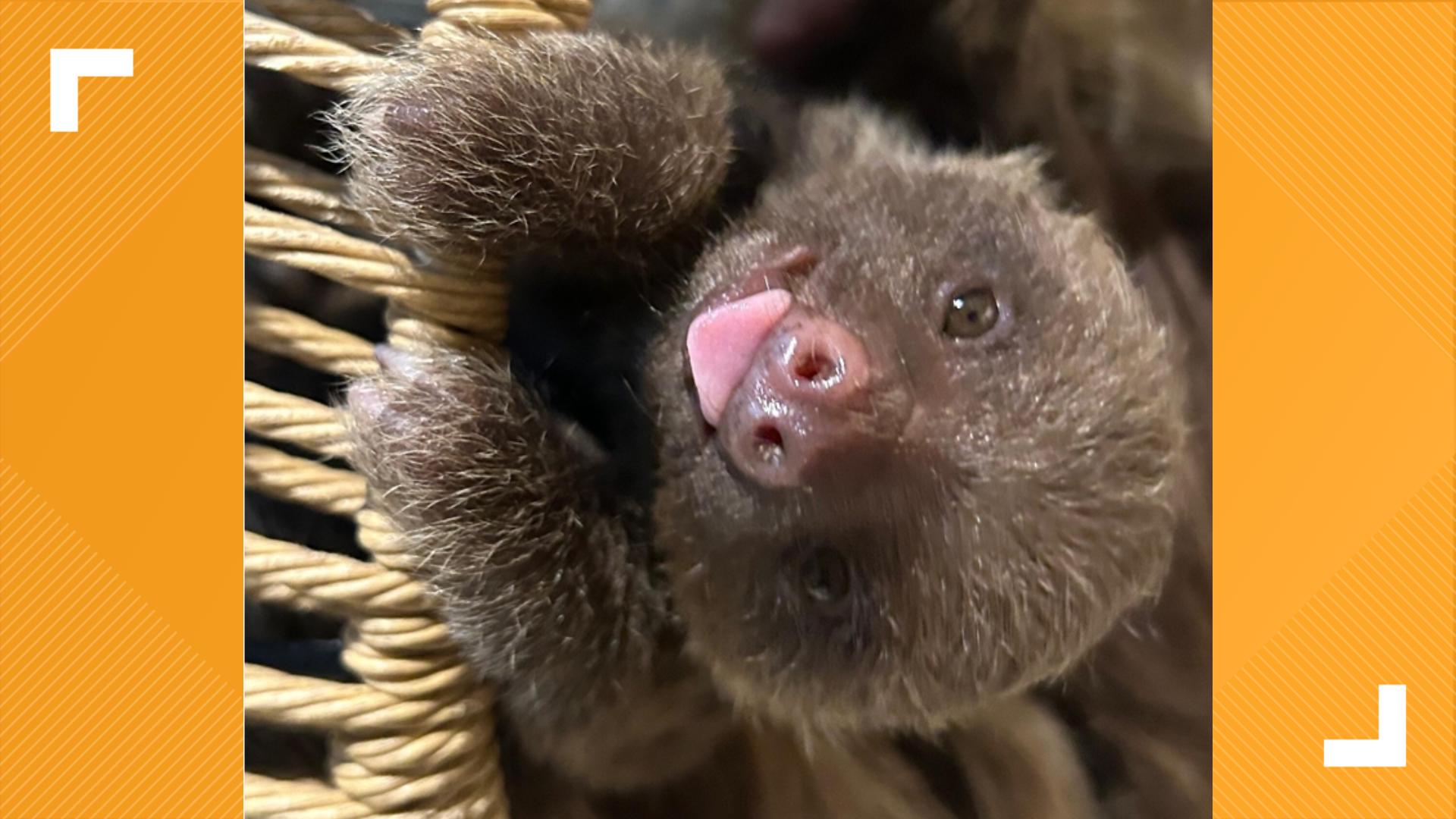 Como Park Zoo's baby sloth gets a name | kare11.com